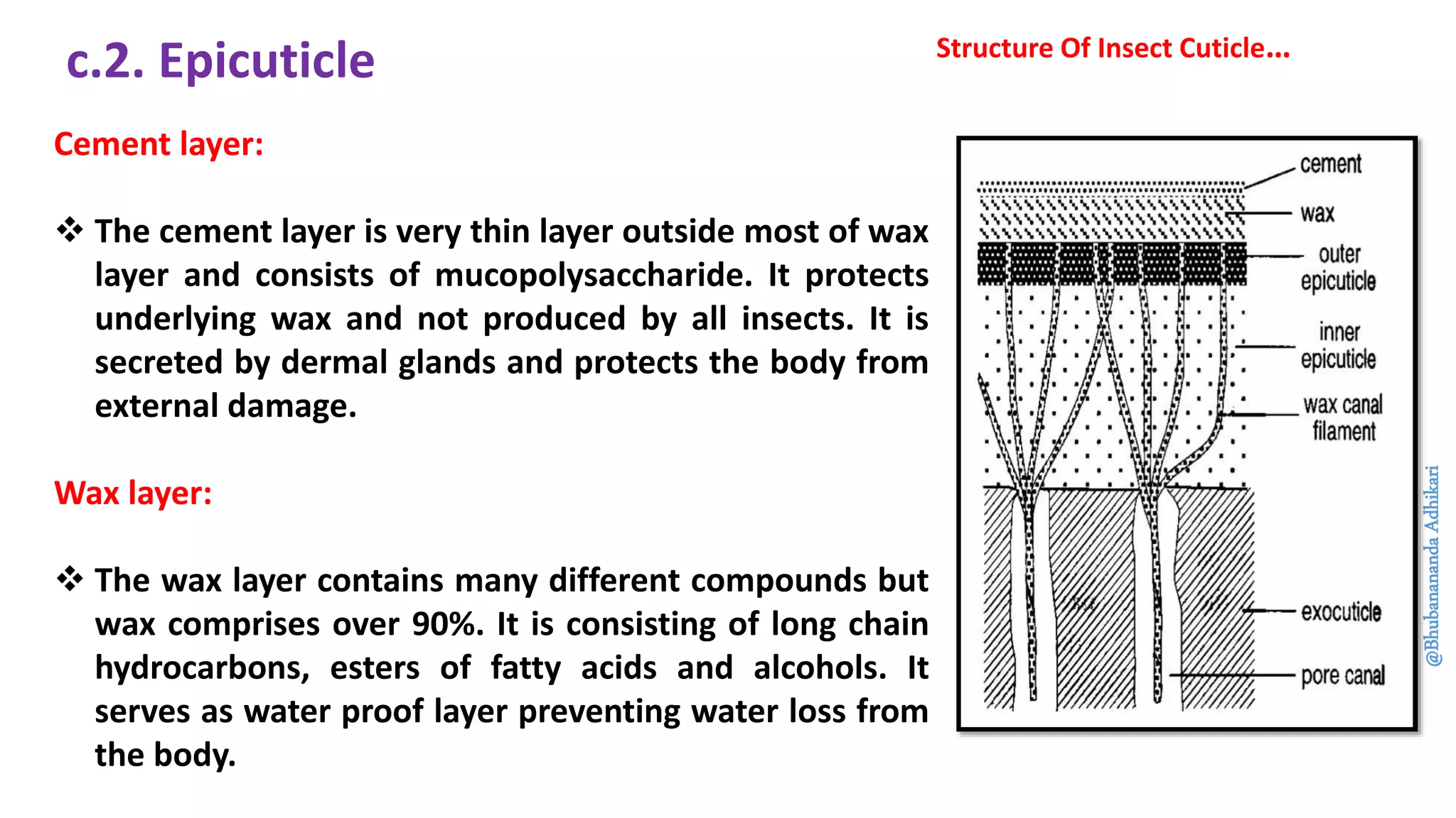 Insect Cuticle and Moulting | PPTX