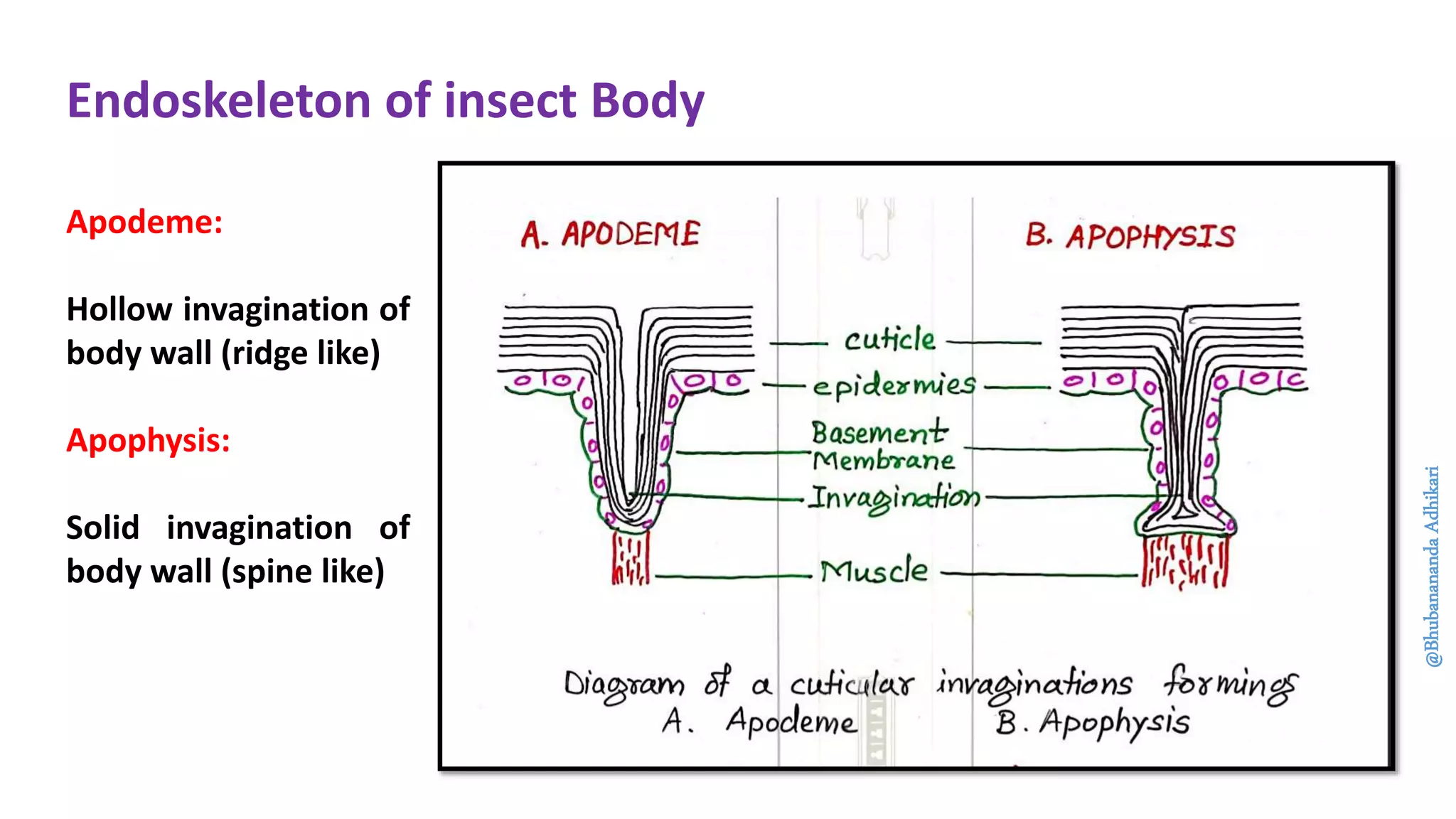 Insect Cuticle and Moulting | PPTX