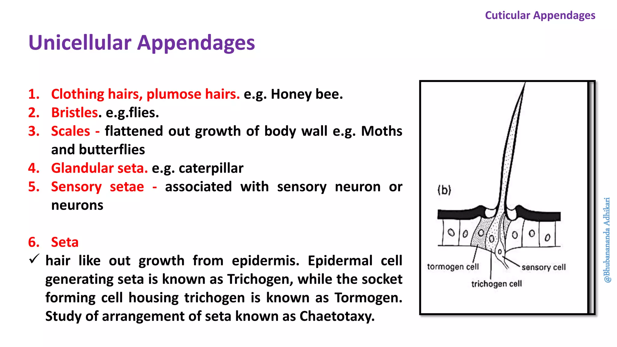 Insect Cuticle and Moulting | PPTX | Chemistry | Science