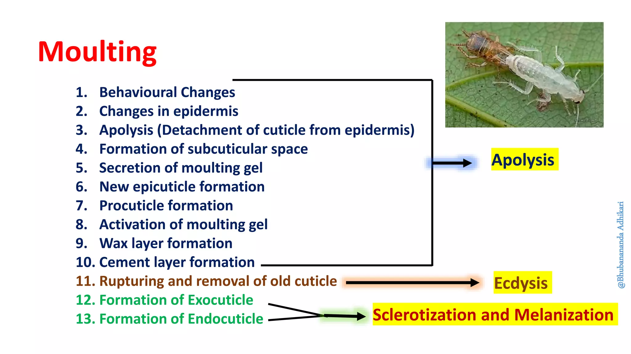 Insect Cuticle and Moulting | PPTX
