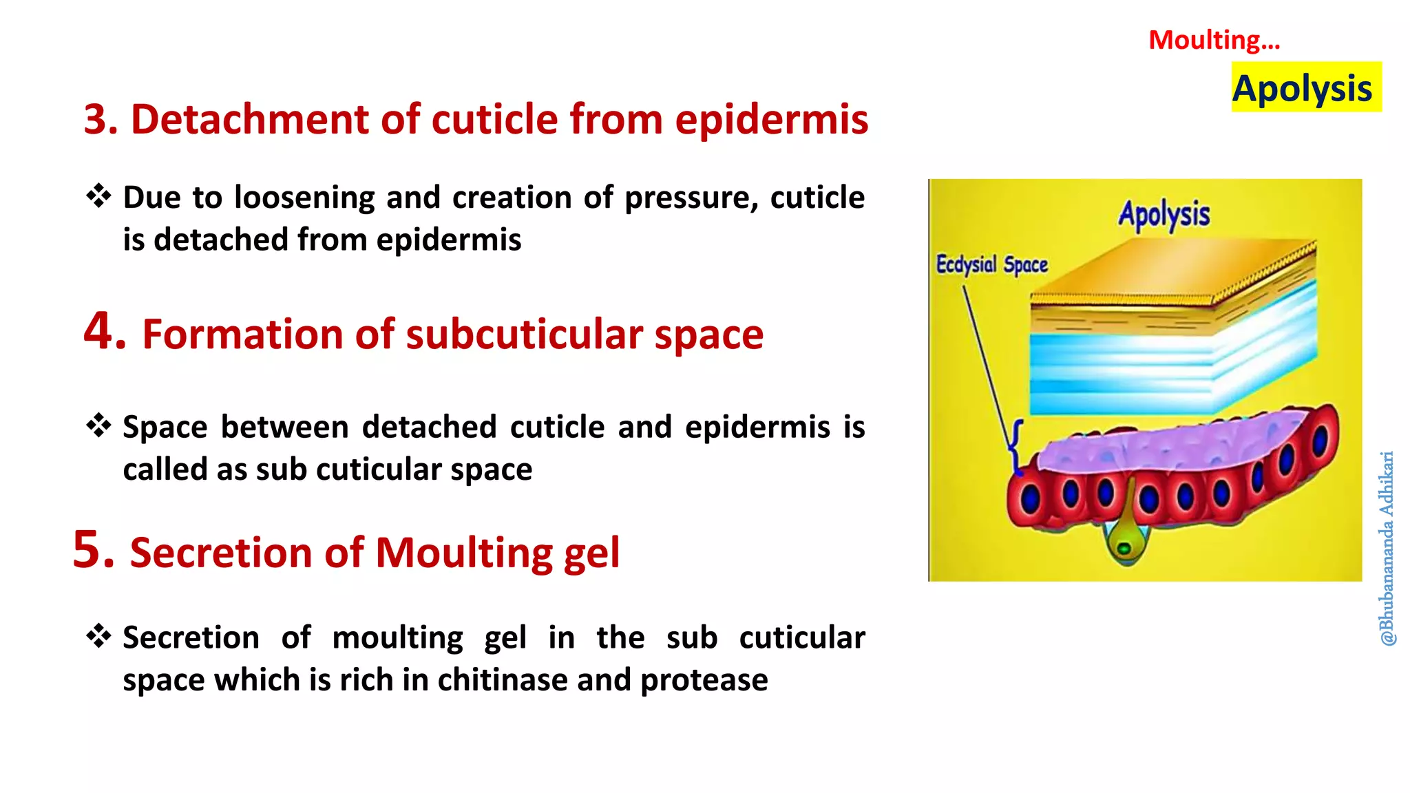 Insect Cuticle and Moulting | PPTX