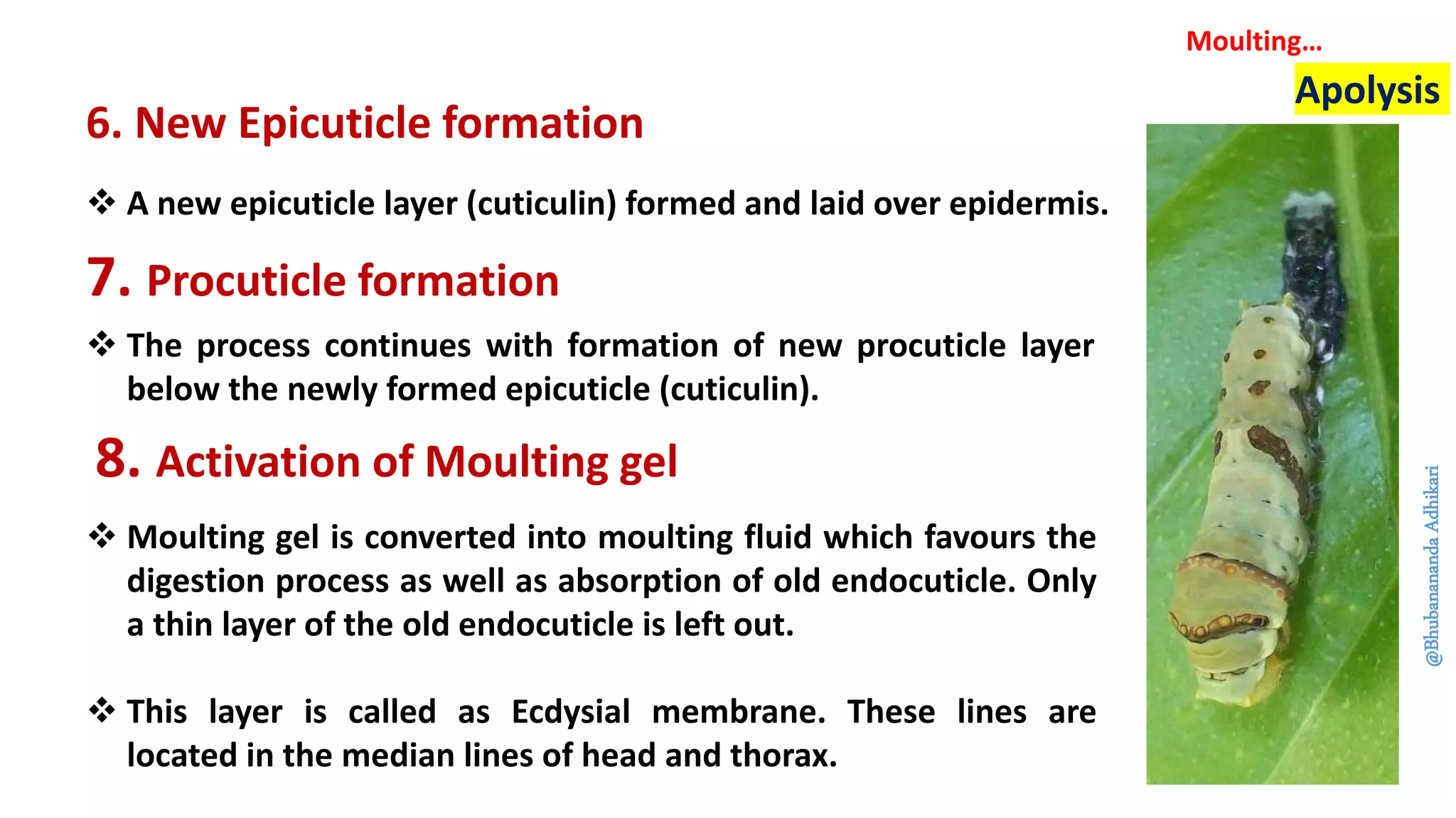 Insect Cuticle and Moulting | PPTX