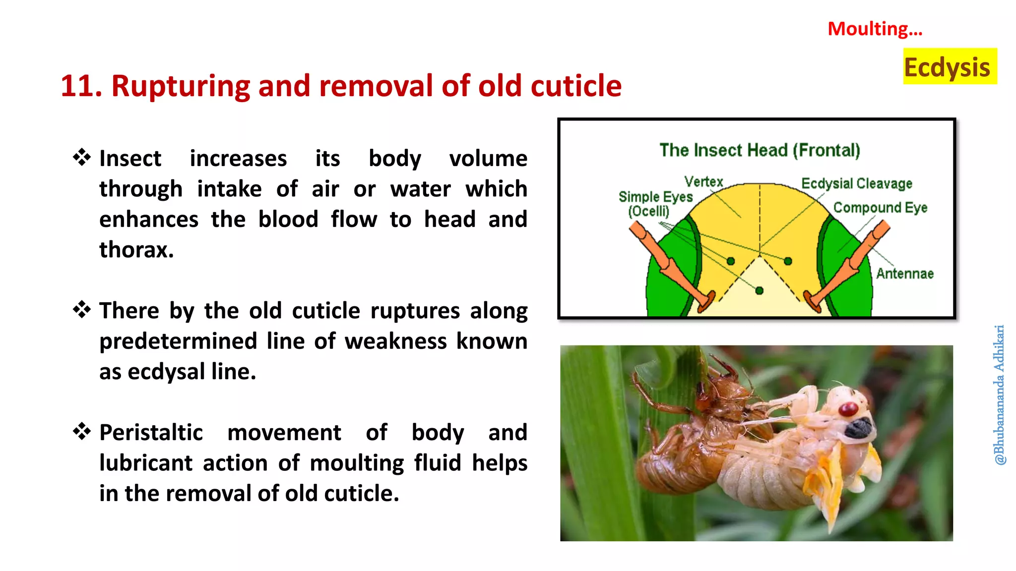 Insect Cuticle and Moulting | PPTX | Chemistry | Science