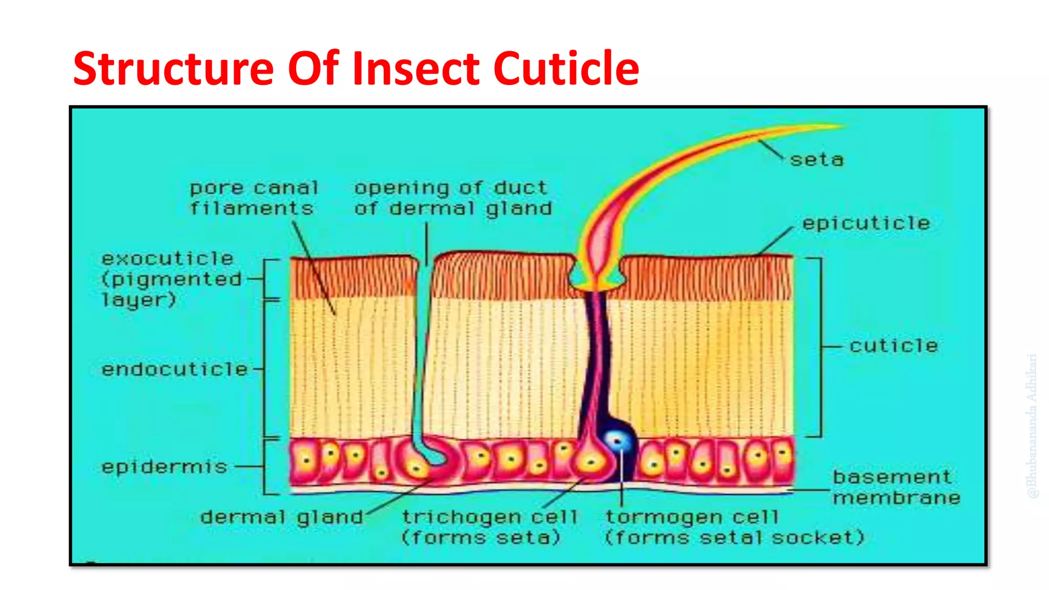 Insect Cuticle and Moulting | PPTX | Chemistry | Science