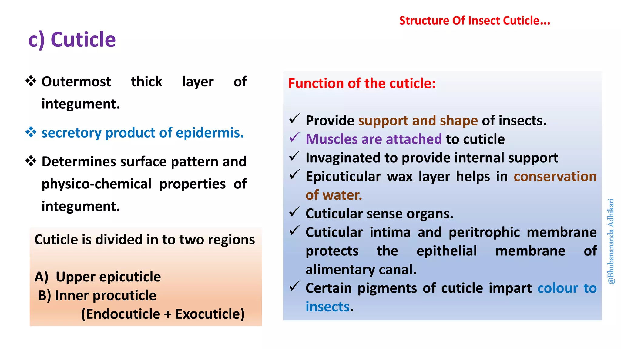 Insect Cuticle and Moulting | PPTX