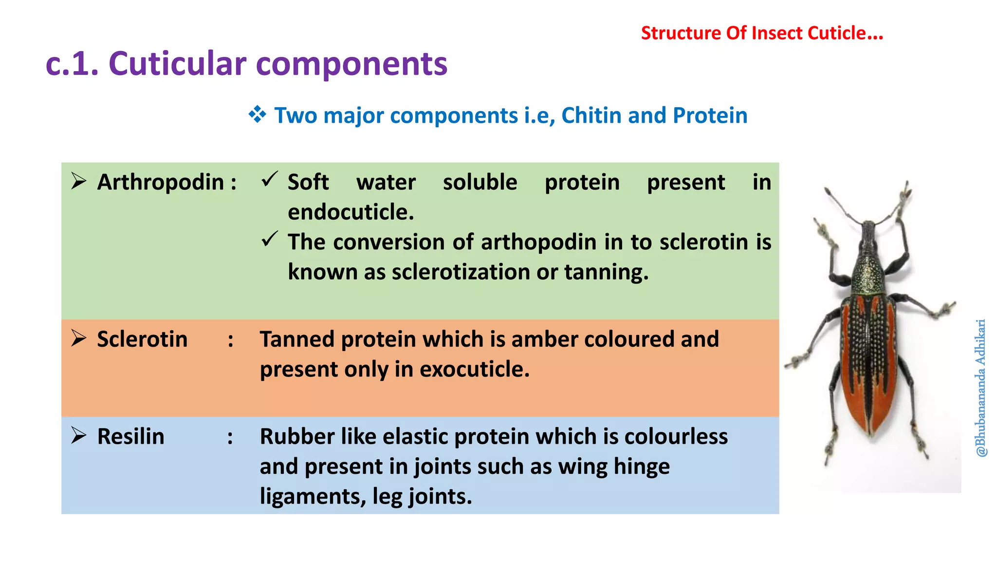 Insect Cuticle and Moulting | PPTX | Chemistry | Science