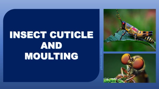 Insect Cuticle and Moulting | PPTX | Chemistry | Science