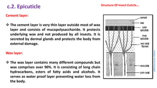 Insect Cuticle and Moulting | PPTX