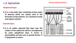 Insect Cuticle and Moulting | PPTX