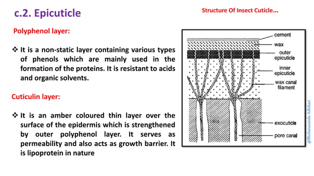 Insect Cuticle and Moulting | PPTX | Chemistry | Science