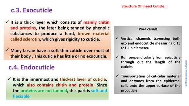 Insect Cuticle and Moulting | PPTX | Chemistry | Science