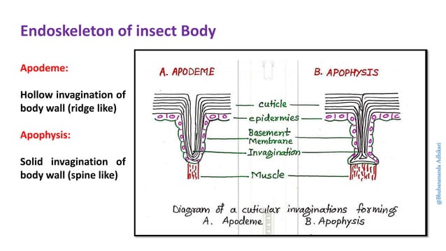 Insect Cuticle and Moulting | PPTX | Chemistry | Science