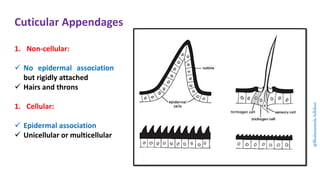 Insect Cuticle and Moulting | PPTX | Chemistry | Science