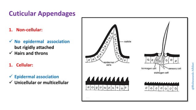 Insect Cuticle and Moulting | PPTX | Chemistry | Science