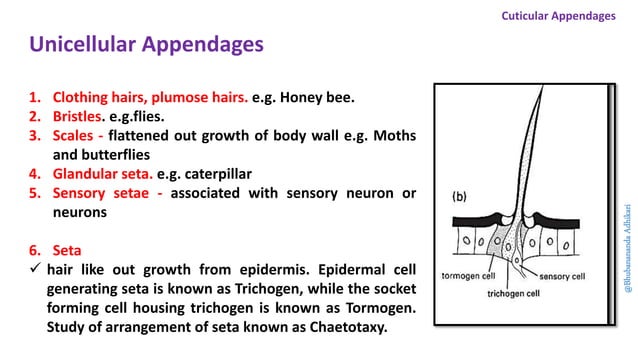 Insect Cuticle and Moulting | PPTX | Chemistry | Science