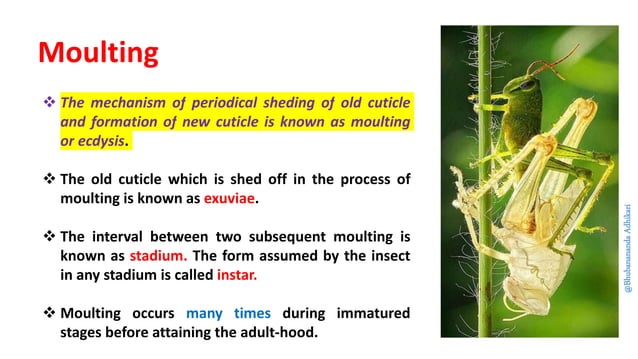 Insect Cuticle and Moulting | PPTX | Chemistry | Science