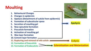 Insect Cuticle and Moulting | PPTX | Chemistry | Science