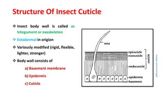 Insect Cuticle and Moulting | PPTX