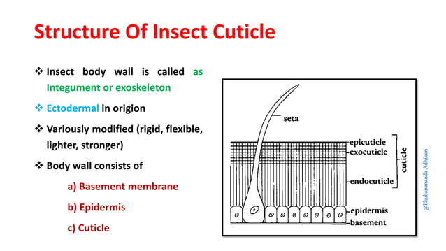 Insect Cuticle and Moulting | PPTX | Chemistry | Science