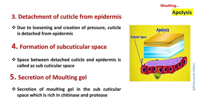 Insect Cuticle and Moulting | PPTX | Chemistry | Science