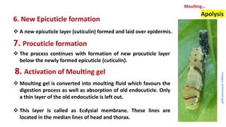 Insect Cuticle and Moulting | PPTX | Chemistry | Science