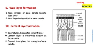 Insect Cuticle and Moulting | PPTX