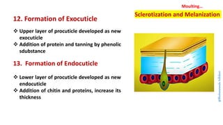 Insect Cuticle and Moulting | PPTX | Chemistry | Science
