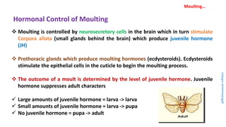 Insect Cuticle and Moulting | PPTX