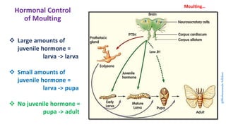 Insect Cuticle and Moulting | PPTX | Chemistry | Science