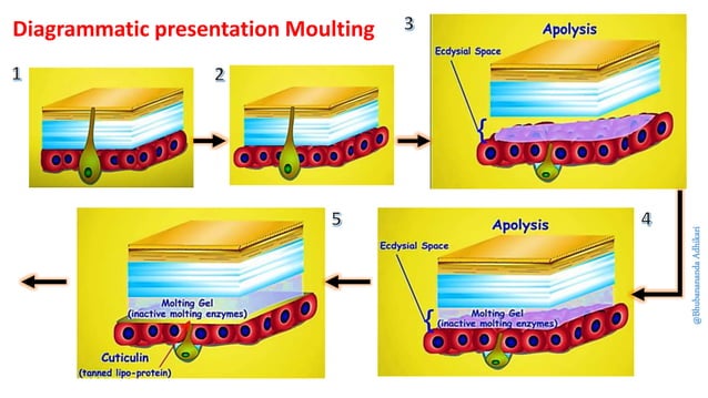 Insect Cuticle and Moulting | PPTX | Chemistry | Science