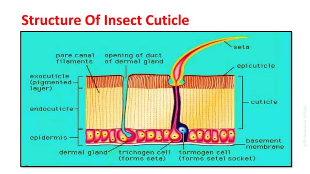 Insect Cuticle and Moulting | PPTX | Chemistry | Science