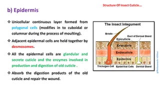 Insect Cuticle and Moulting | PPTX | Chemistry | Science