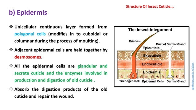 Insect Cuticle and Moulting | PPTX | Chemistry | Science