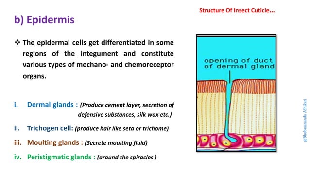 Insect Cuticle and Moulting | PPTX | Chemistry | Science