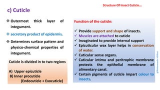 Insect Cuticle and Moulting | PPTX | Chemistry | Science