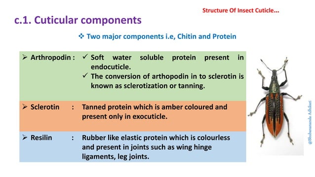 Insect Cuticle and Moulting | PPTX | Chemistry | Science
