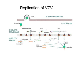 Lect 4 - Varicella-zoster virus (vzv), cmv, ebv | PPT