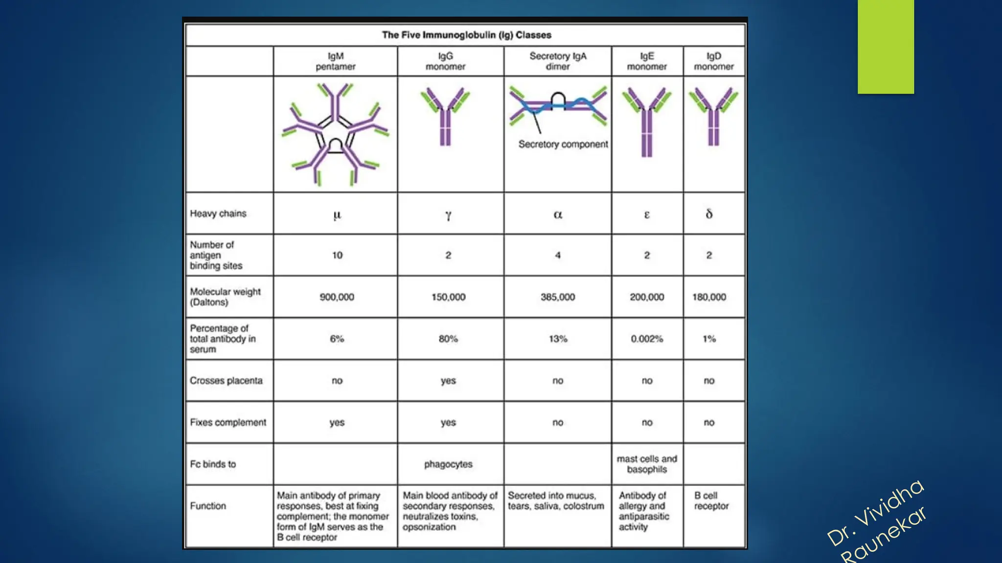 Antibodies: Structure, types, classification and function | PPTX