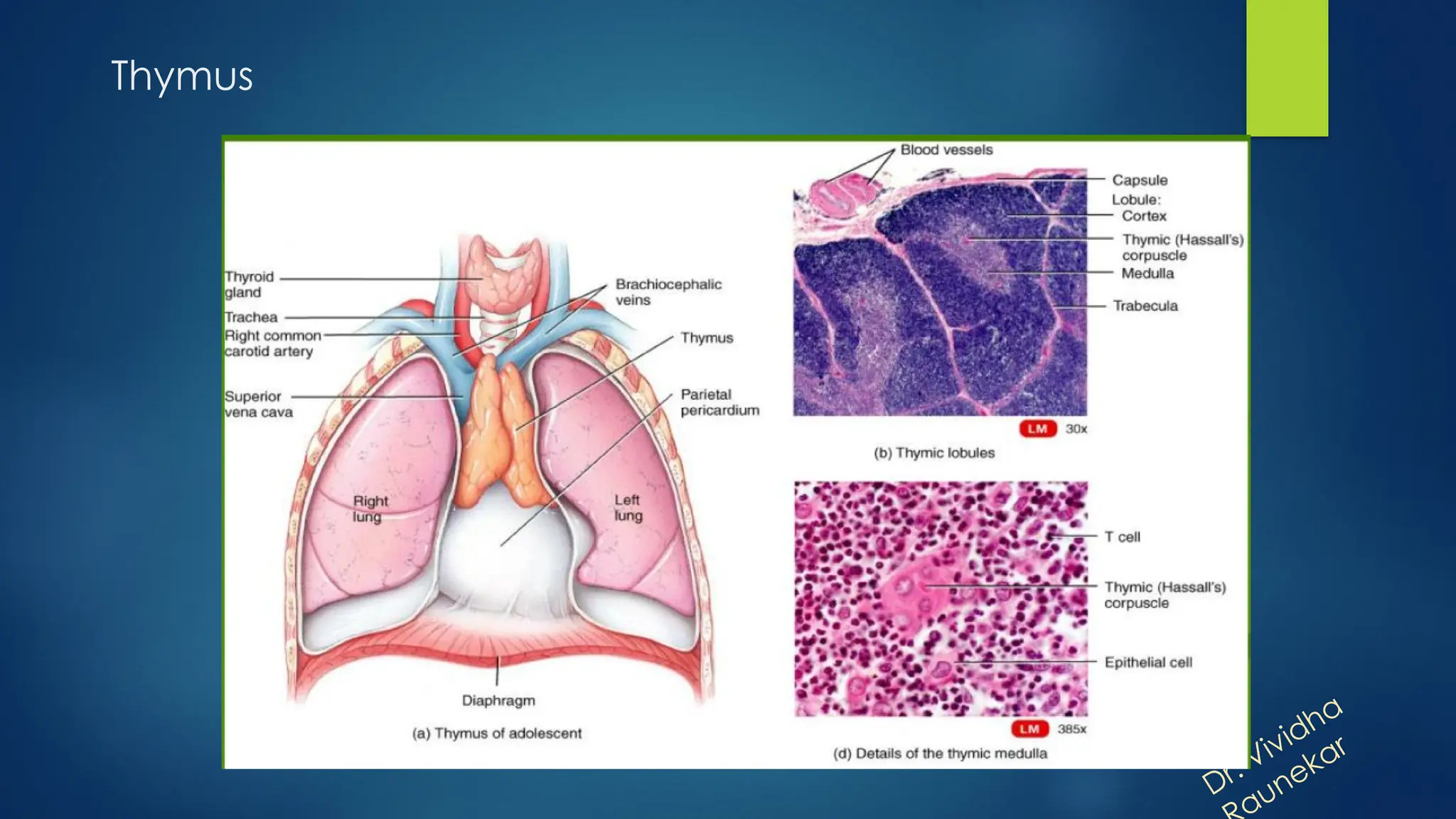 Antibodies: Structure, types, classification and function | PPTX