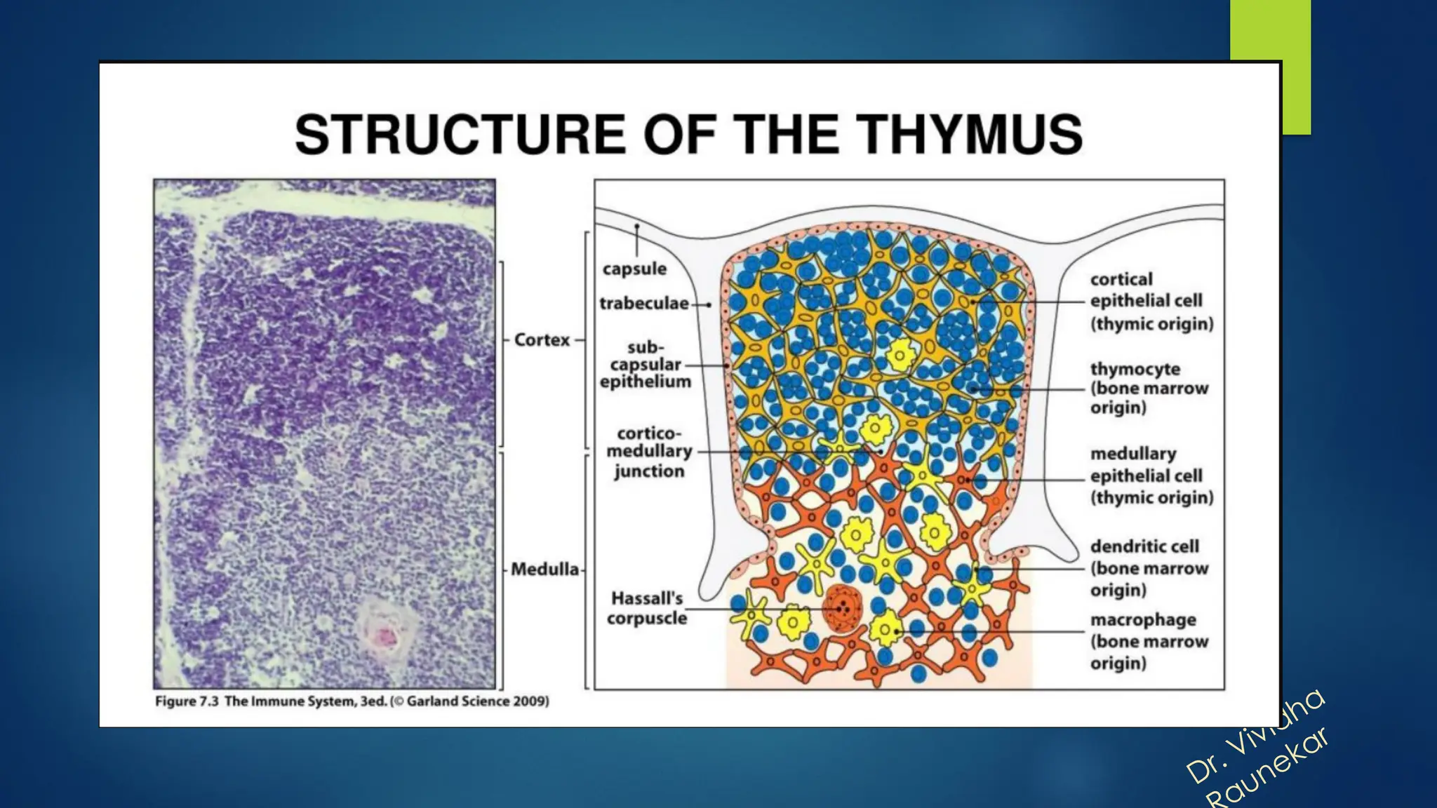 Antibodies: Structure, types, classification and function | PPTX