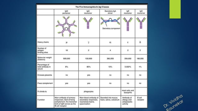 Antibodies: Structure, types, classification and function | PPTX