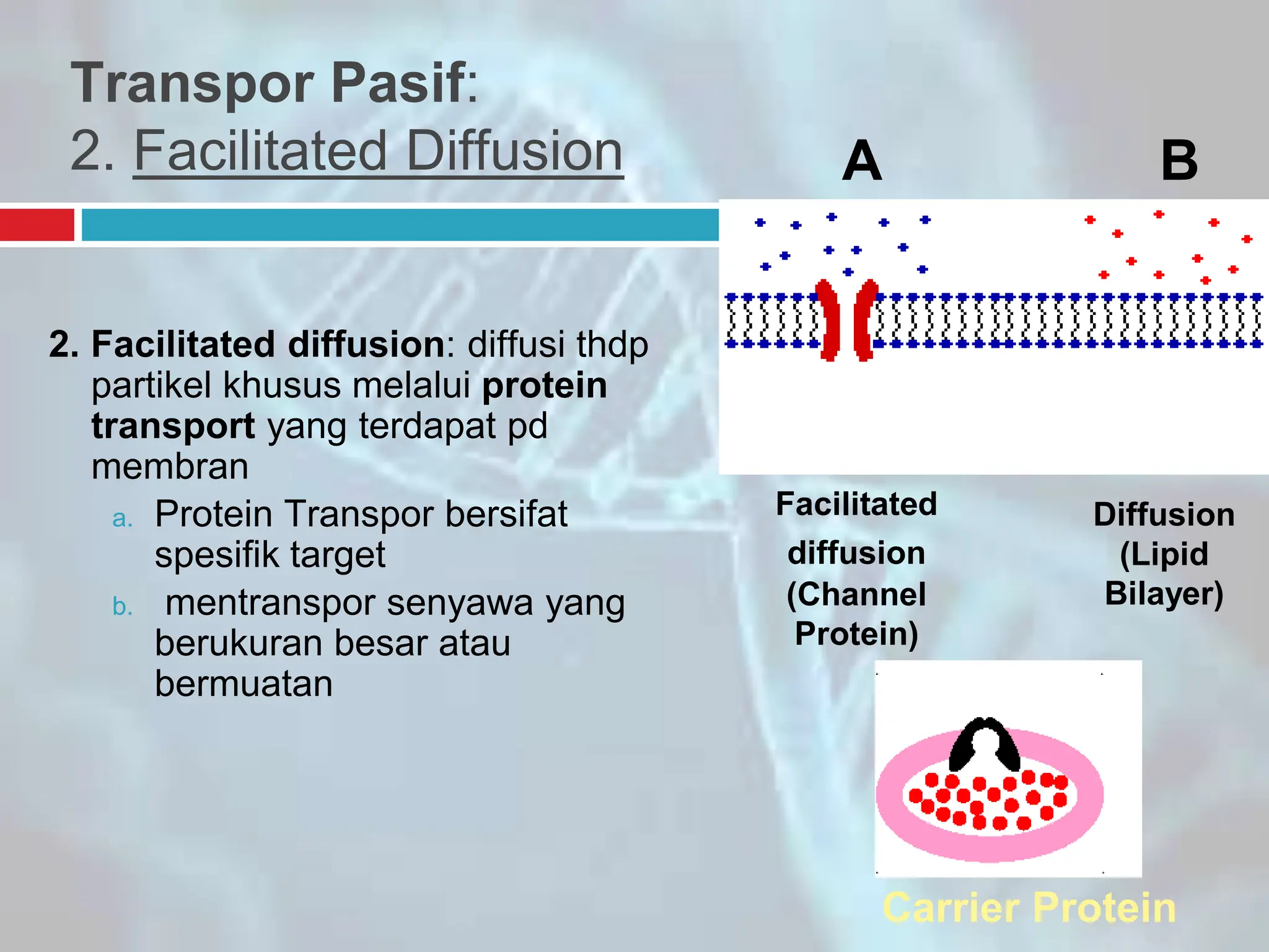 Lect 4 SISTEM TRANSPOR MEMBRAN SEL LENGKAP | PPTX