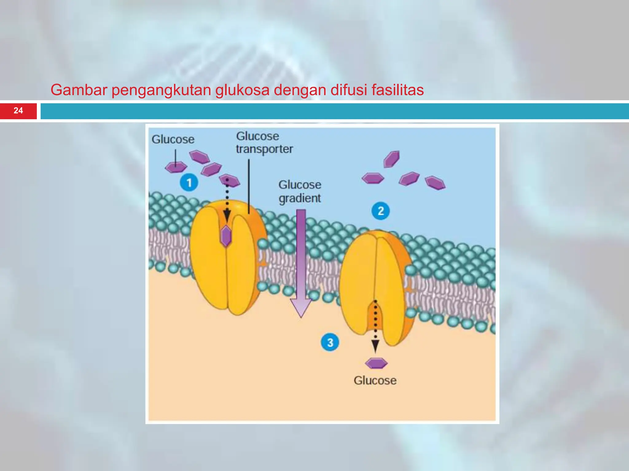 Lect 4 SISTEM TRANSPOR MEMBRAN SEL LENGKAP | PPTX