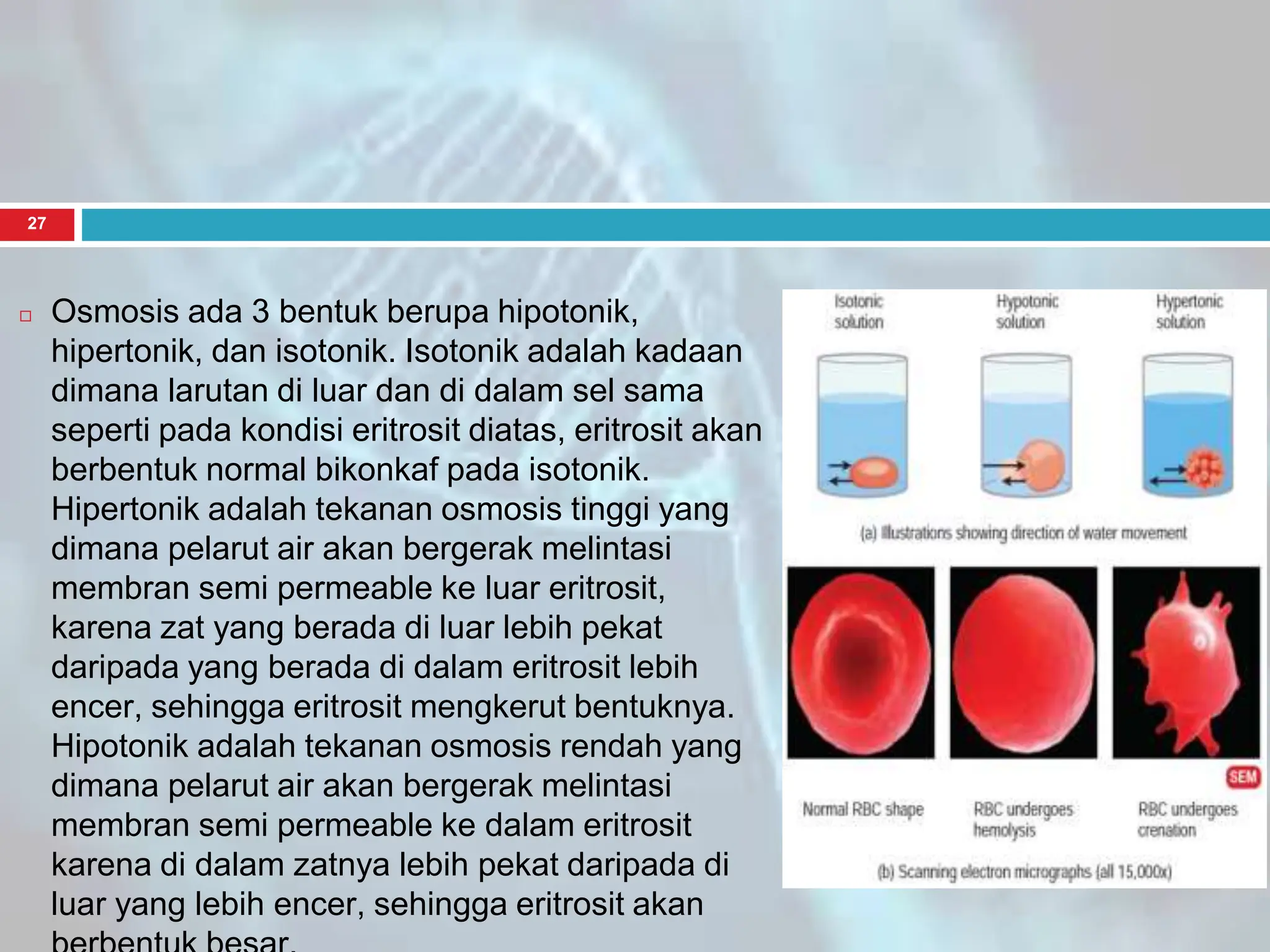 Lect 4 SISTEM TRANSPOR MEMBRAN SEL LENGKAP | PPTX