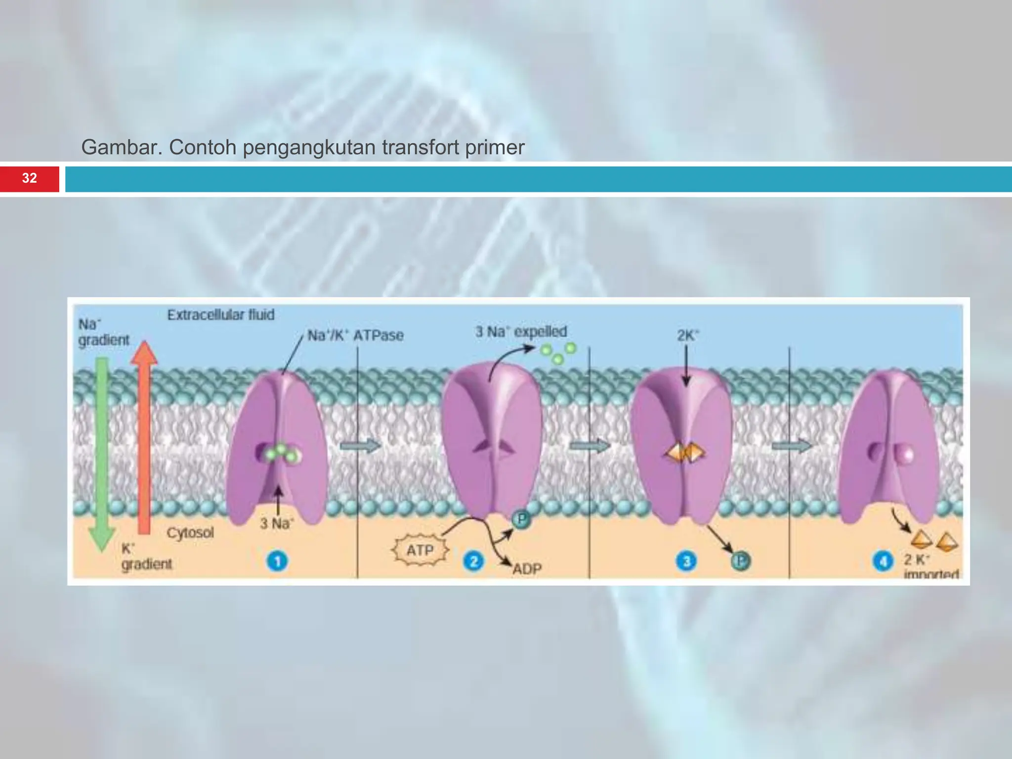 Lect 4 SISTEM TRANSPOR MEMBRAN SEL LENGKAP | PPTX