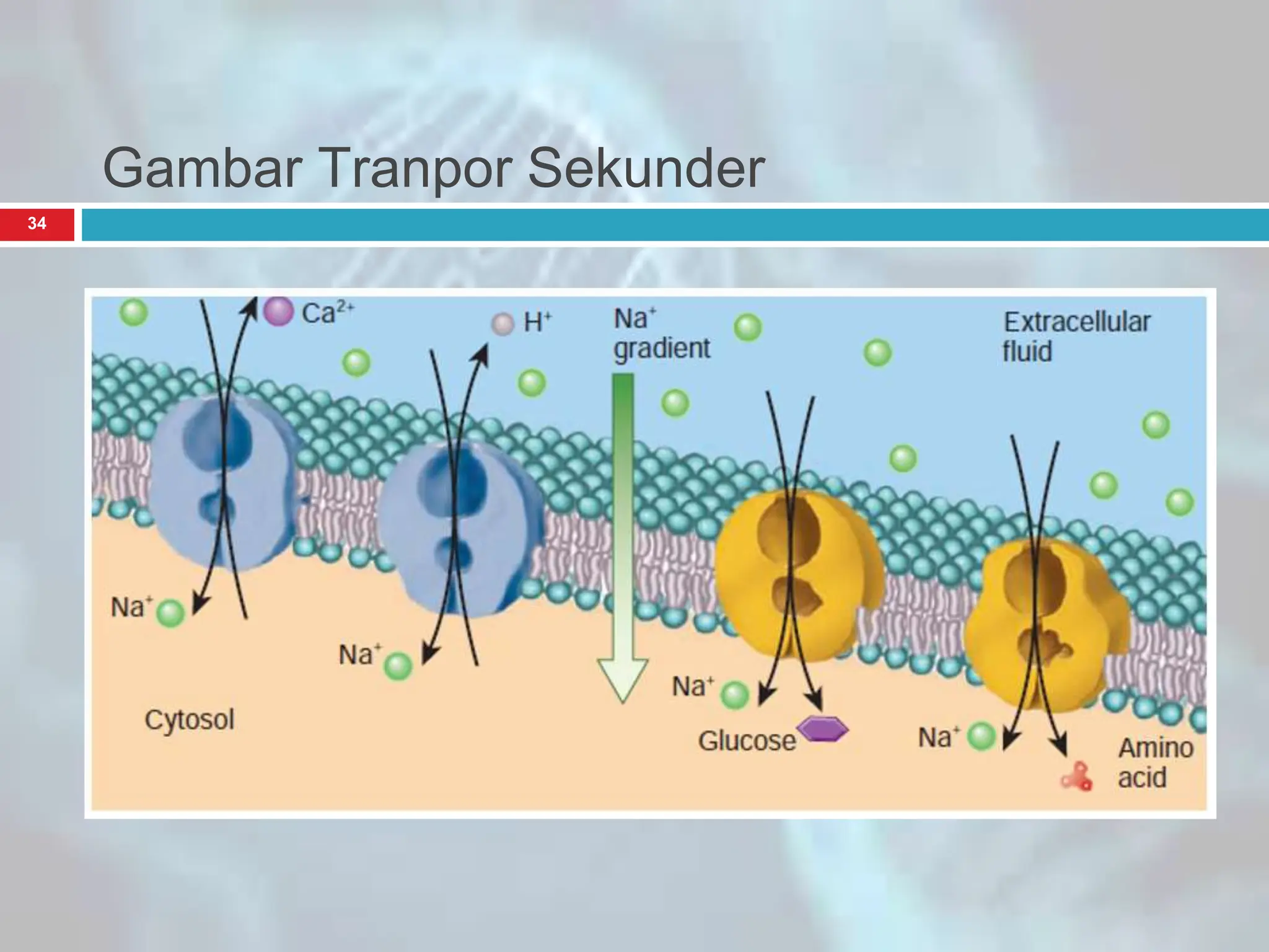 Lect 4 SISTEM TRANSPOR MEMBRAN SEL LENGKAP | PPTX