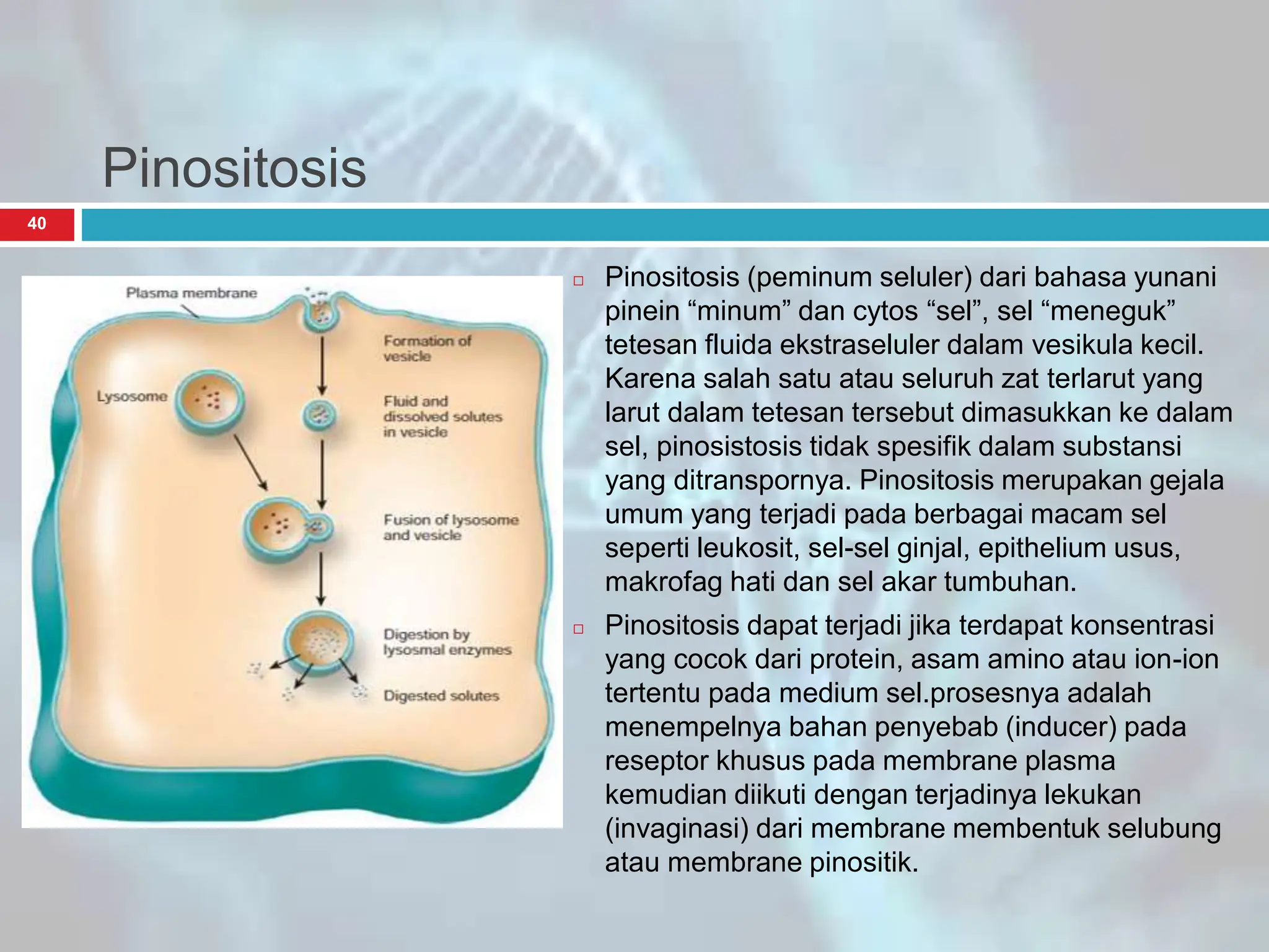 Lect 4 SISTEM TRANSPOR MEMBRAN SEL LENGKAP | PPTX