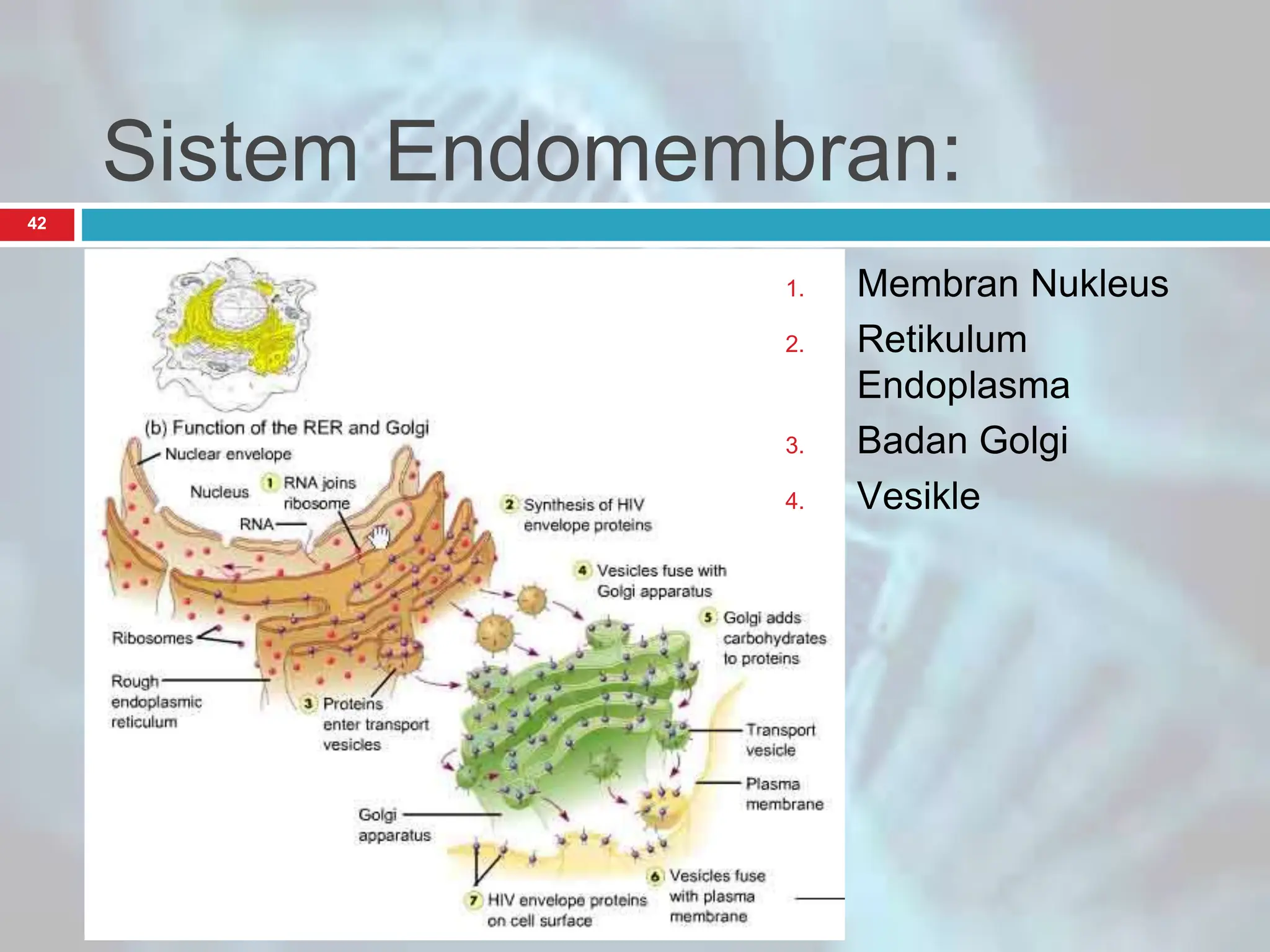 Lect 4 SISTEM TRANSPOR MEMBRAN SEL LENGKAP | PPTX
