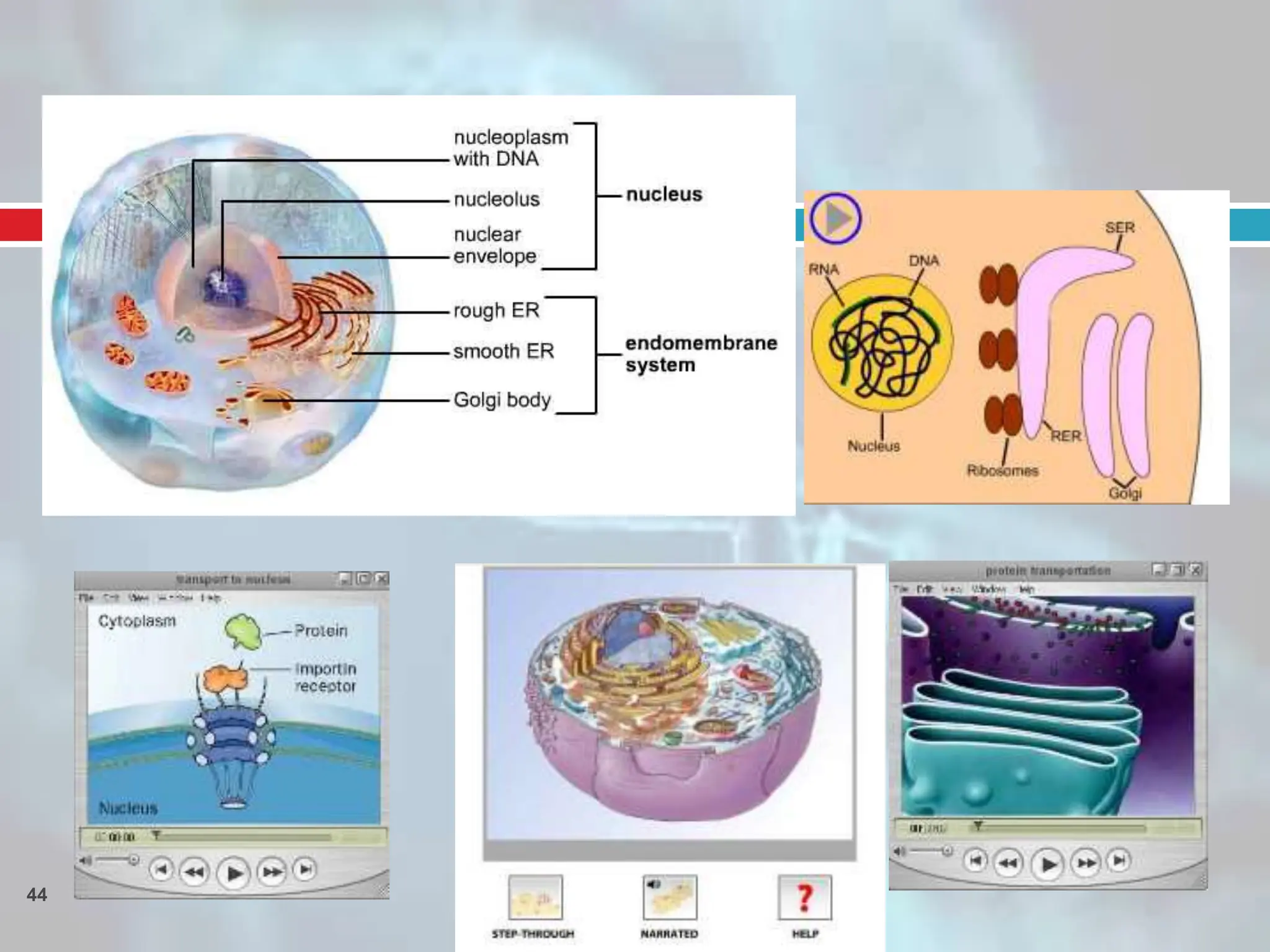 Lect 4 SISTEM TRANSPOR MEMBRAN SEL LENGKAP | PPTX