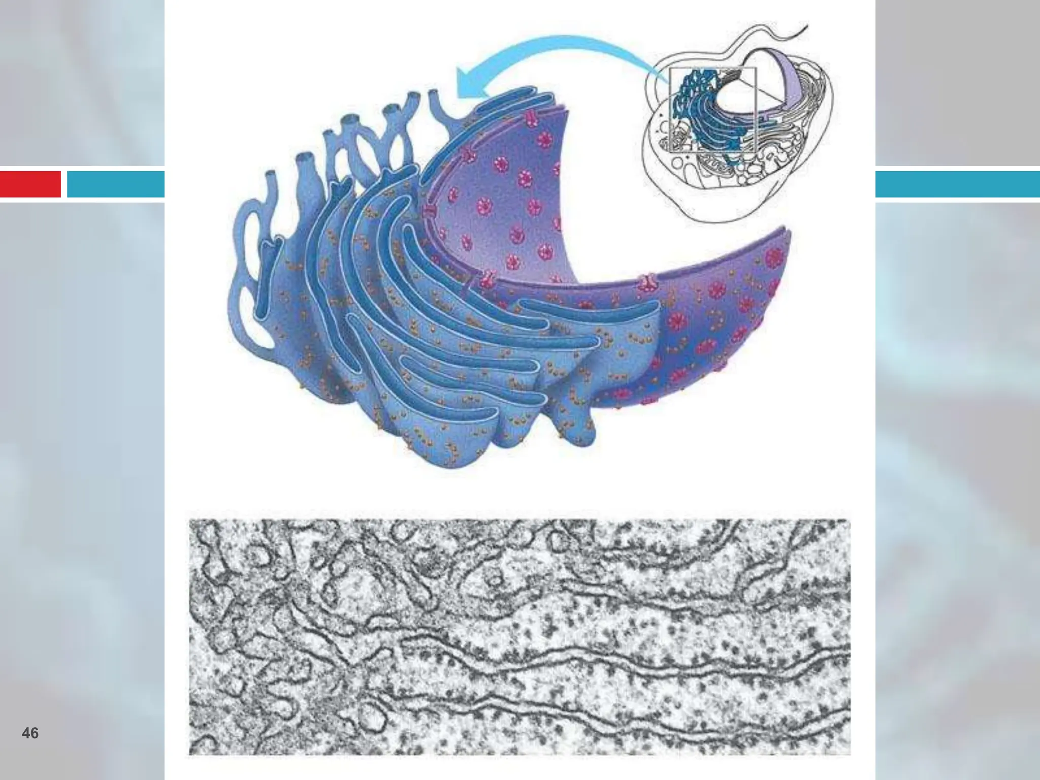 Lect 4 SISTEM TRANSPOR MEMBRAN SEL LENGKAP | PPTX